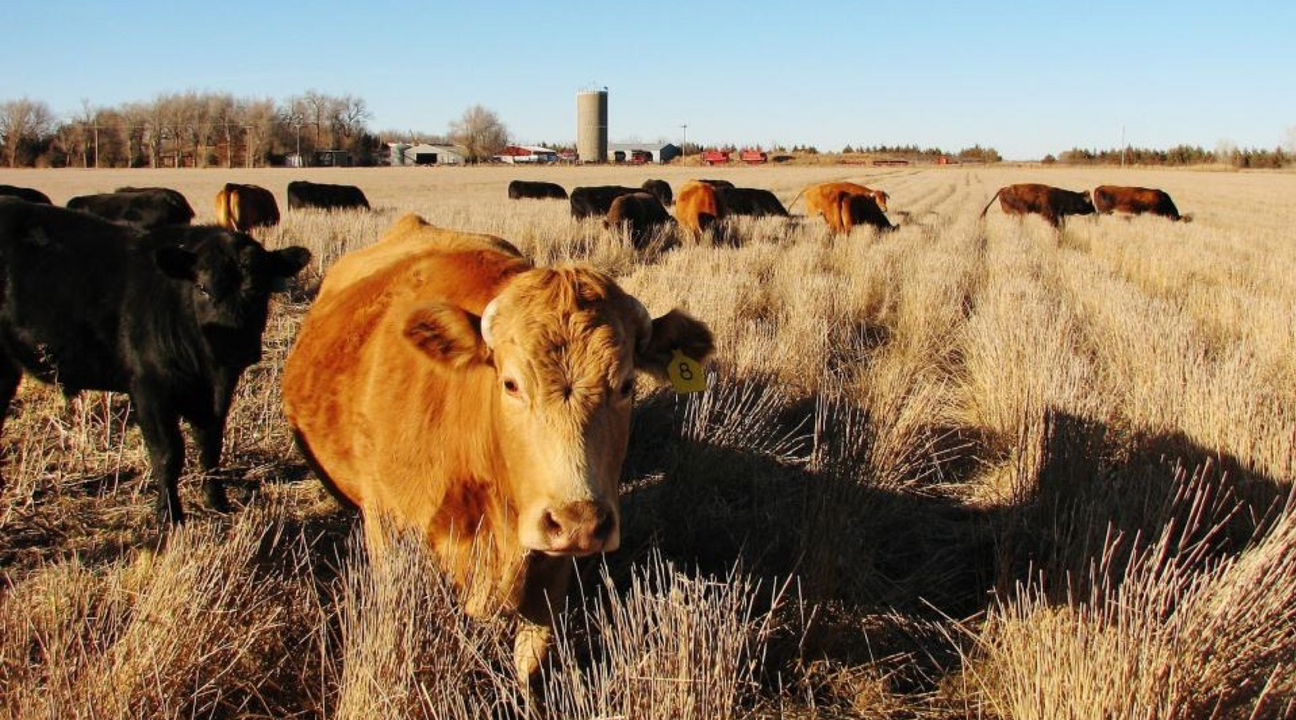 Land & Livestock - Adventure Blog - EPIC – EPIC Provisions